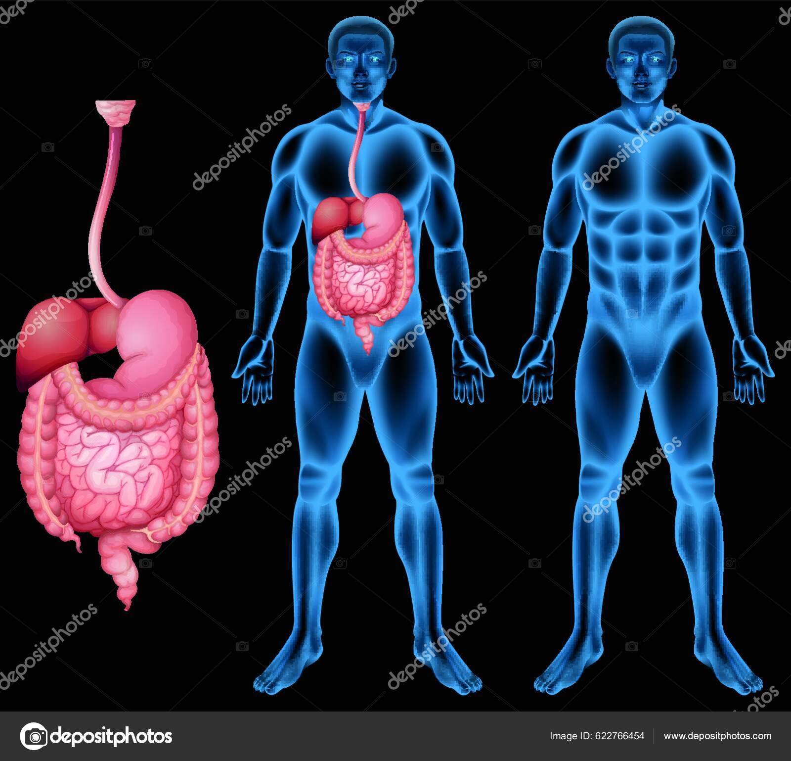 Human Digestive System Illustration Stock Vector by ©YAY_Images 622766454