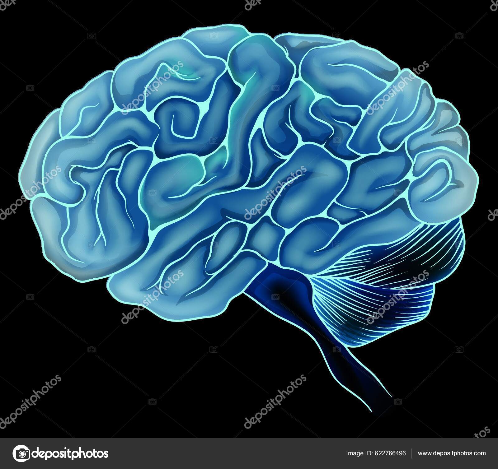 Human Brain Vector Illustration Stock Vector by ©YAY_Images 622766496