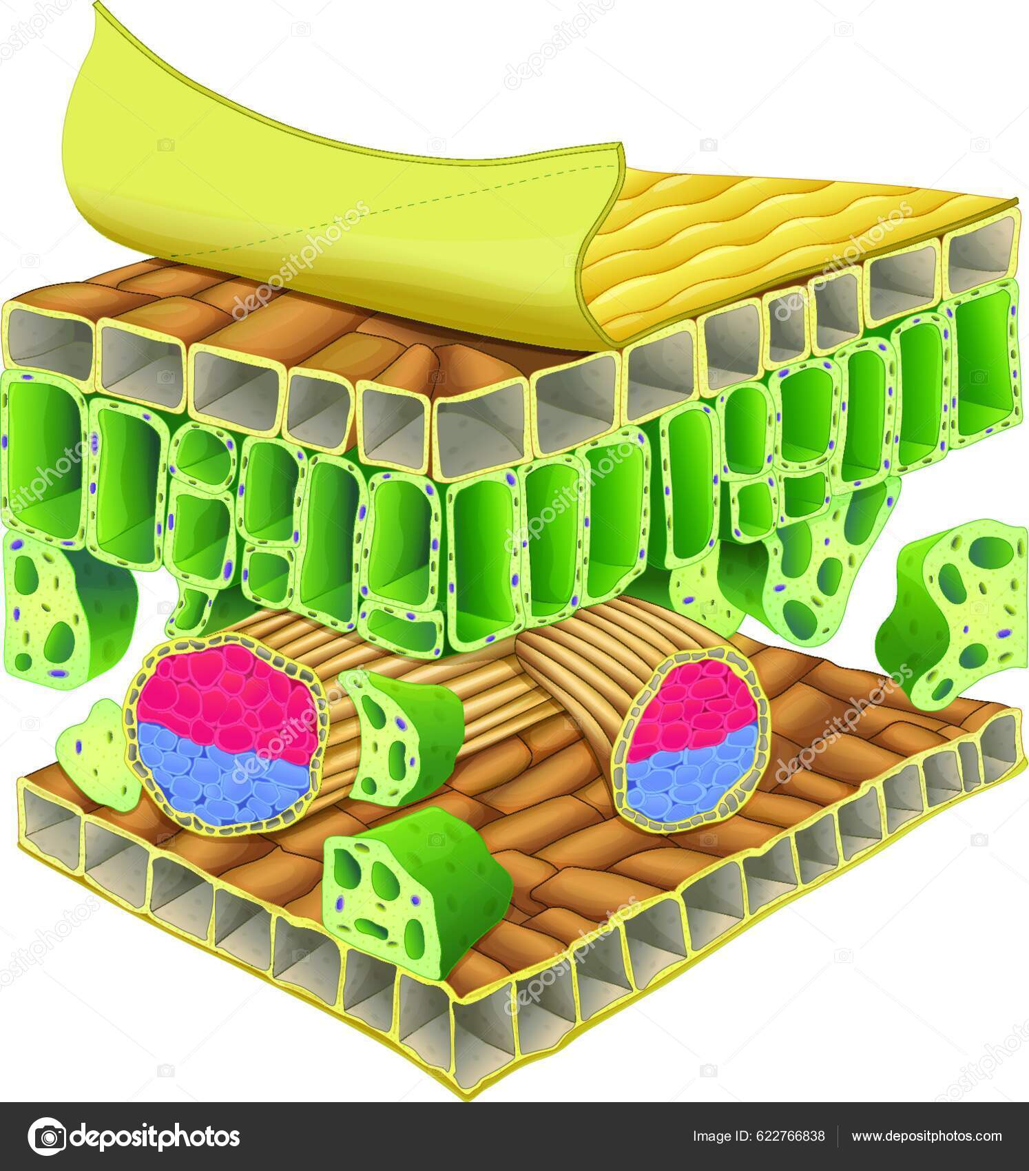 Illustration Plant Vascular Tissue Stock Vector by ©YAY_Images 622766838