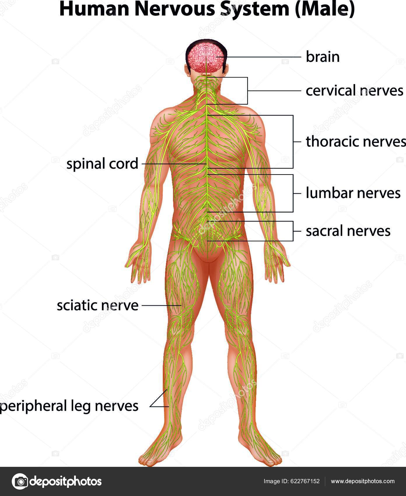 Human Nervous System Illustration Stock Vector by ©YAY_Images 622767152