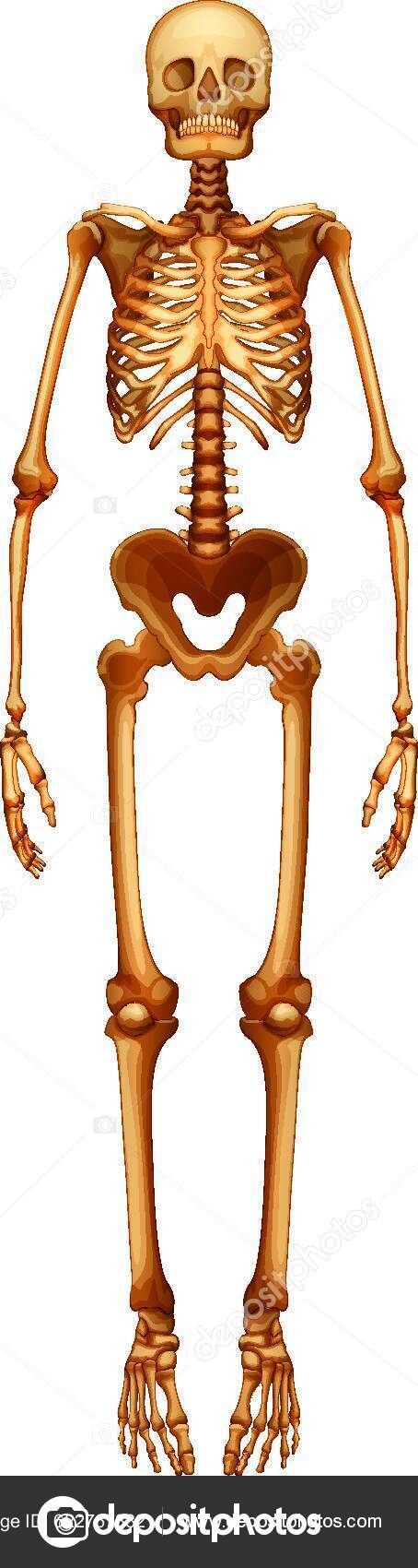 Nsan Iskelet Sistemi Çizimi Stok Vektörü © YAY_Images 622767382