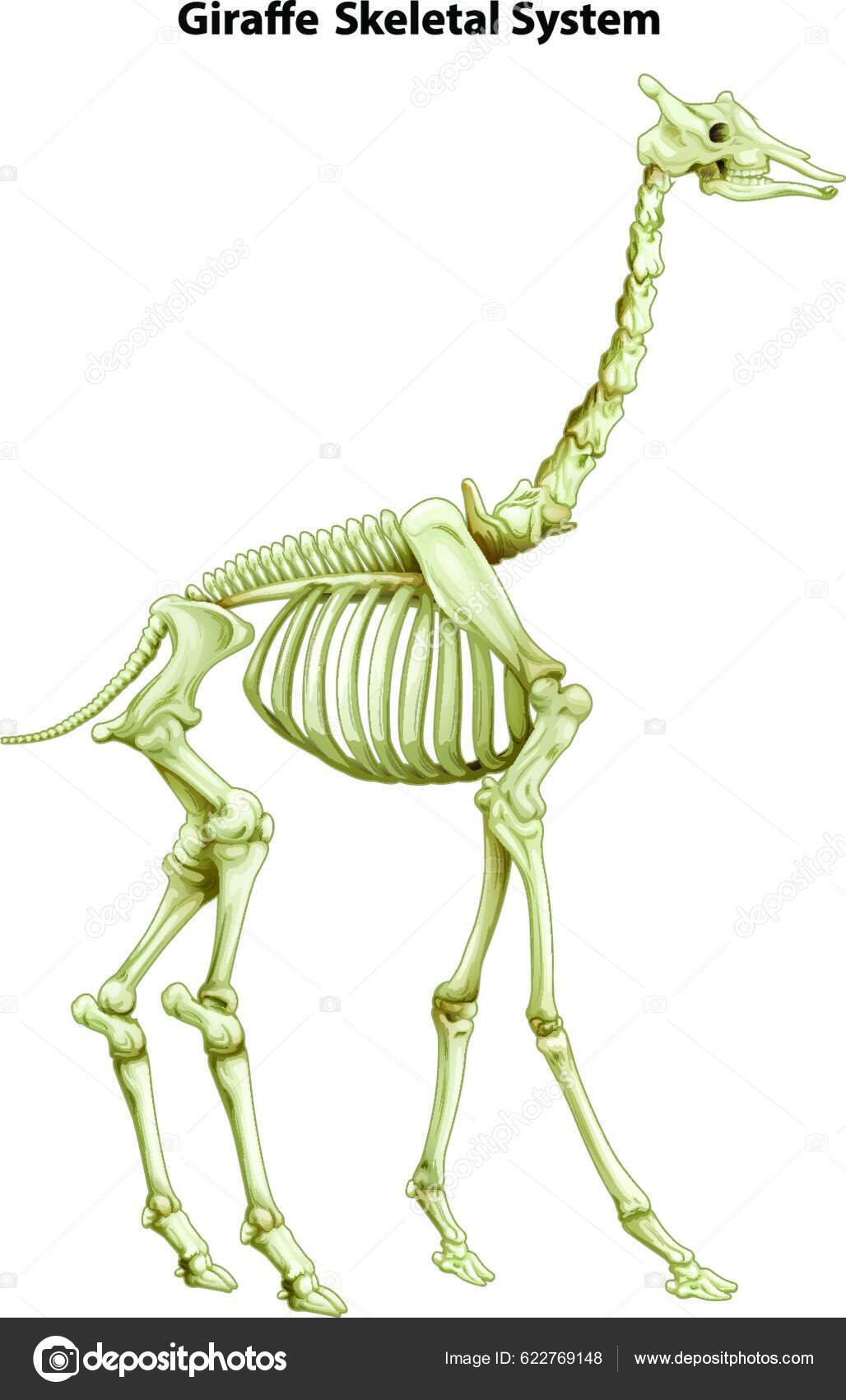 Skeletal System Giraffe Stock Vector by ©YAY_Images 622769148