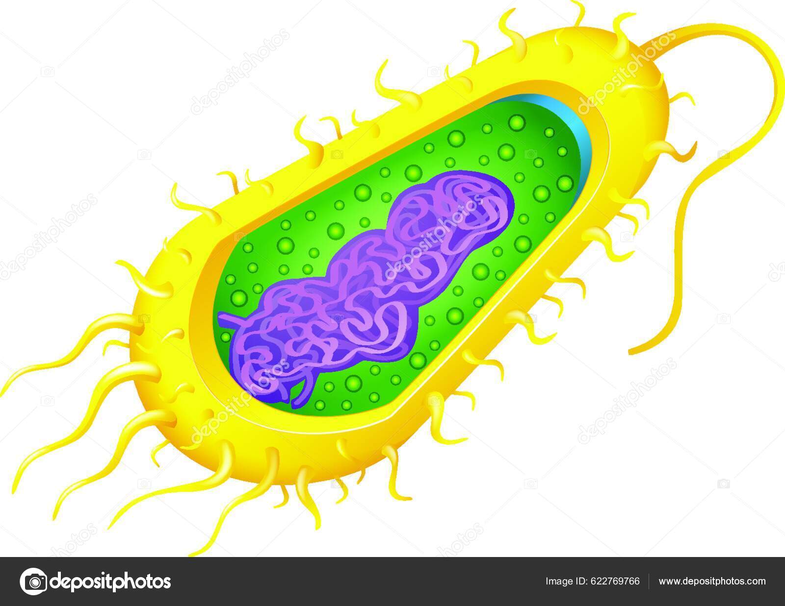 Ilustración Célula Bacteriana Vector de stock por ©YAY_Images 622769766
