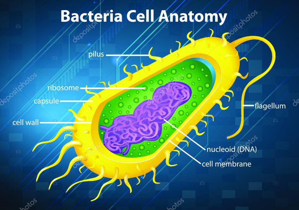 "Bacteria cell structure, vector simple design premium vector 2024