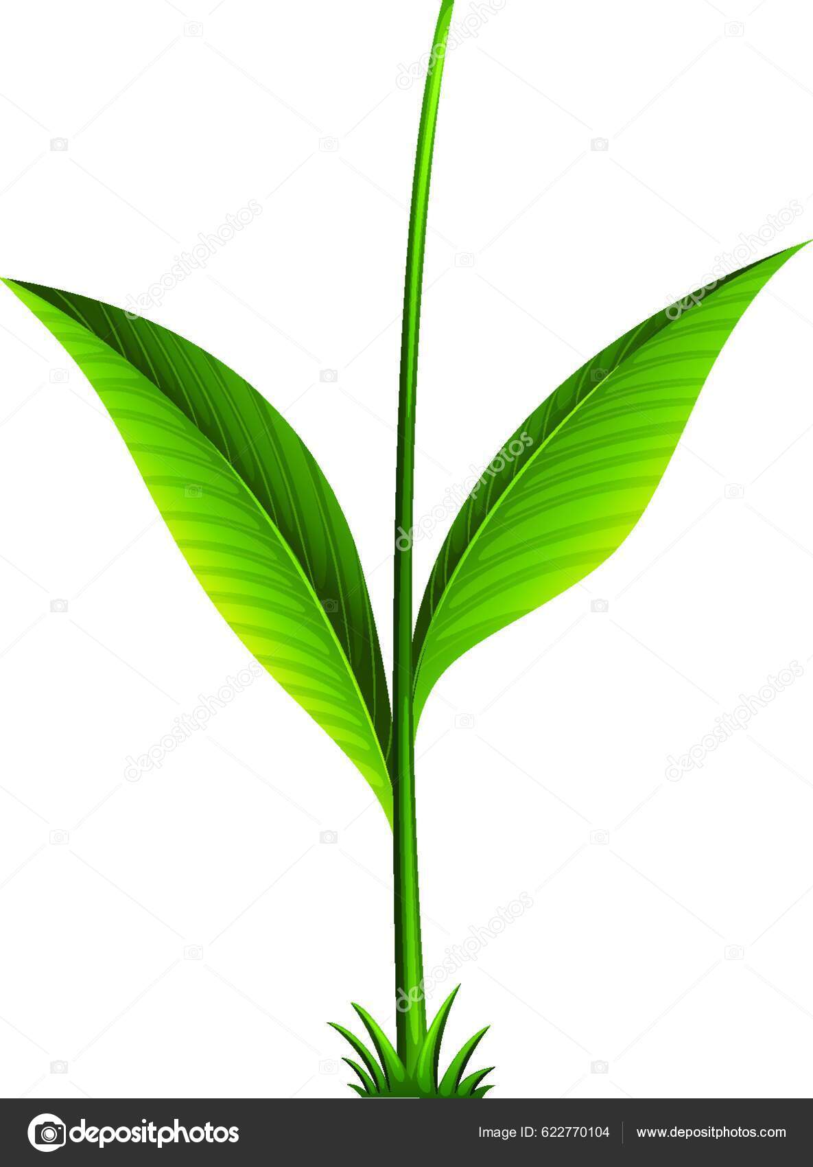 Green Plant Graphic Vector Illustration Stock Vector by ©YAY_Images ...