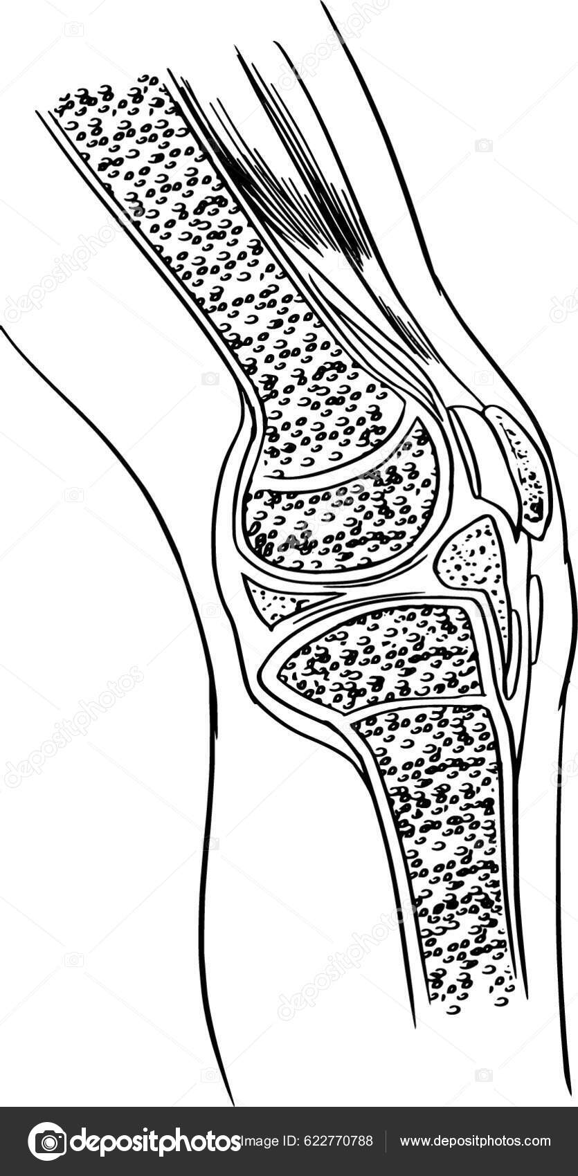 Anatomía Articulación Rodilla Vector de stock #622770788 de ©YAY_Images