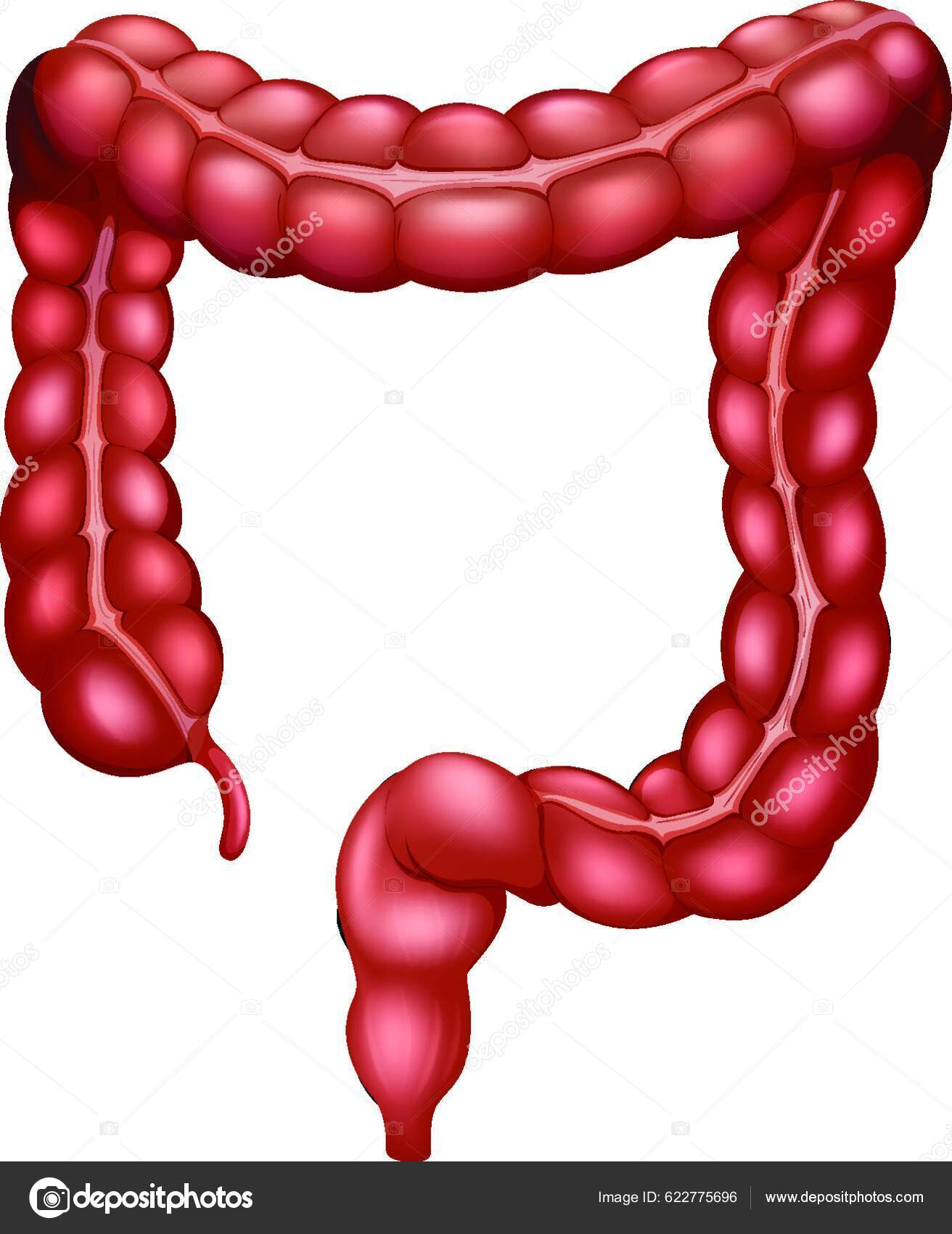 Ilustração Vetorial Anatomia Intestinal Vetor de stock de ©YAY_Images ...