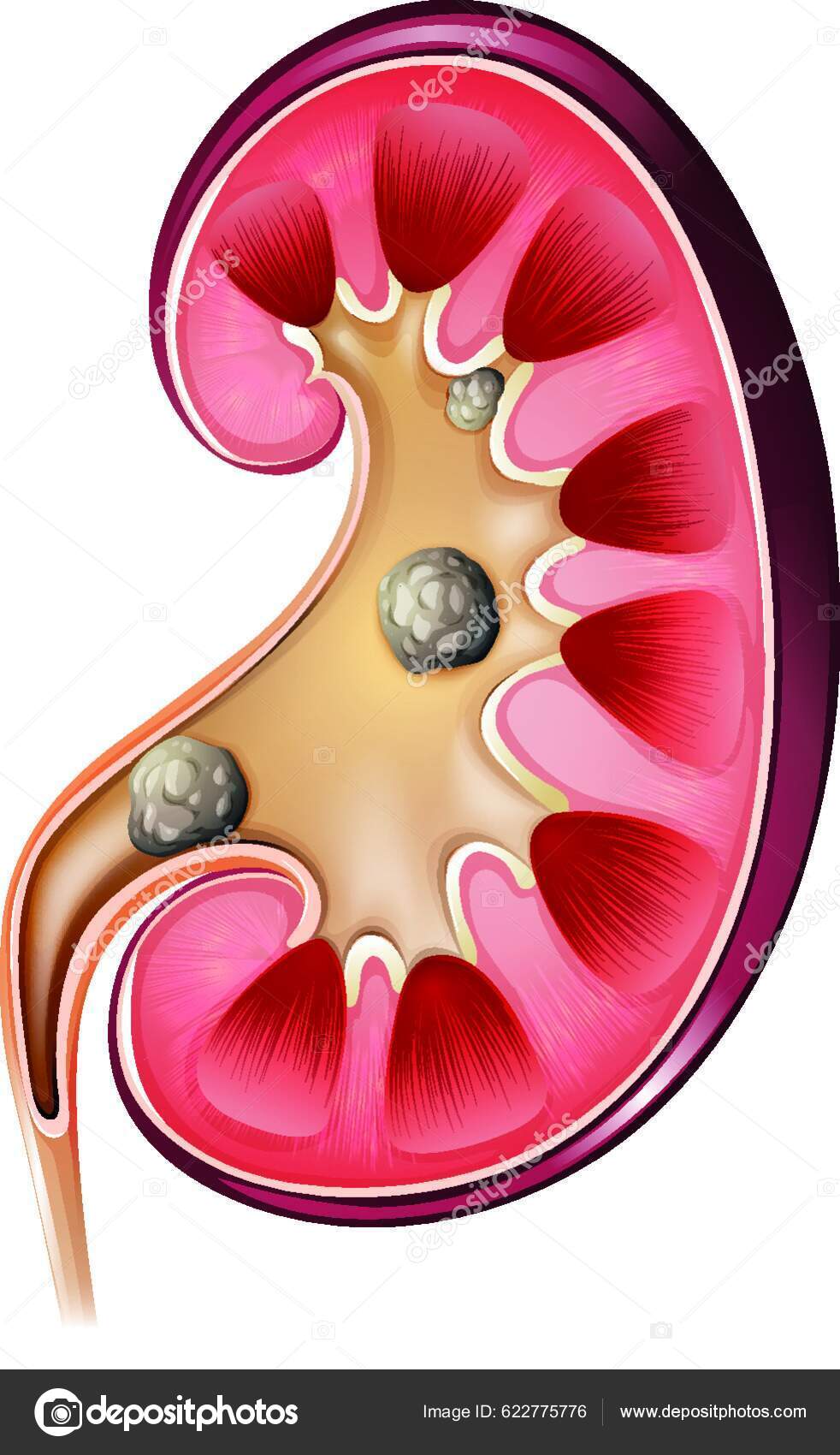 Illustration Der Anatomie Der Niere Stock-Vektorbild von ©YAY_Images ...