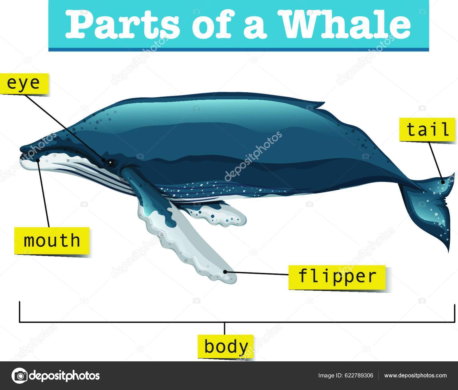Diagrama Que Muestra Partes Ballena Vector de stock por ©YAY_Images ...