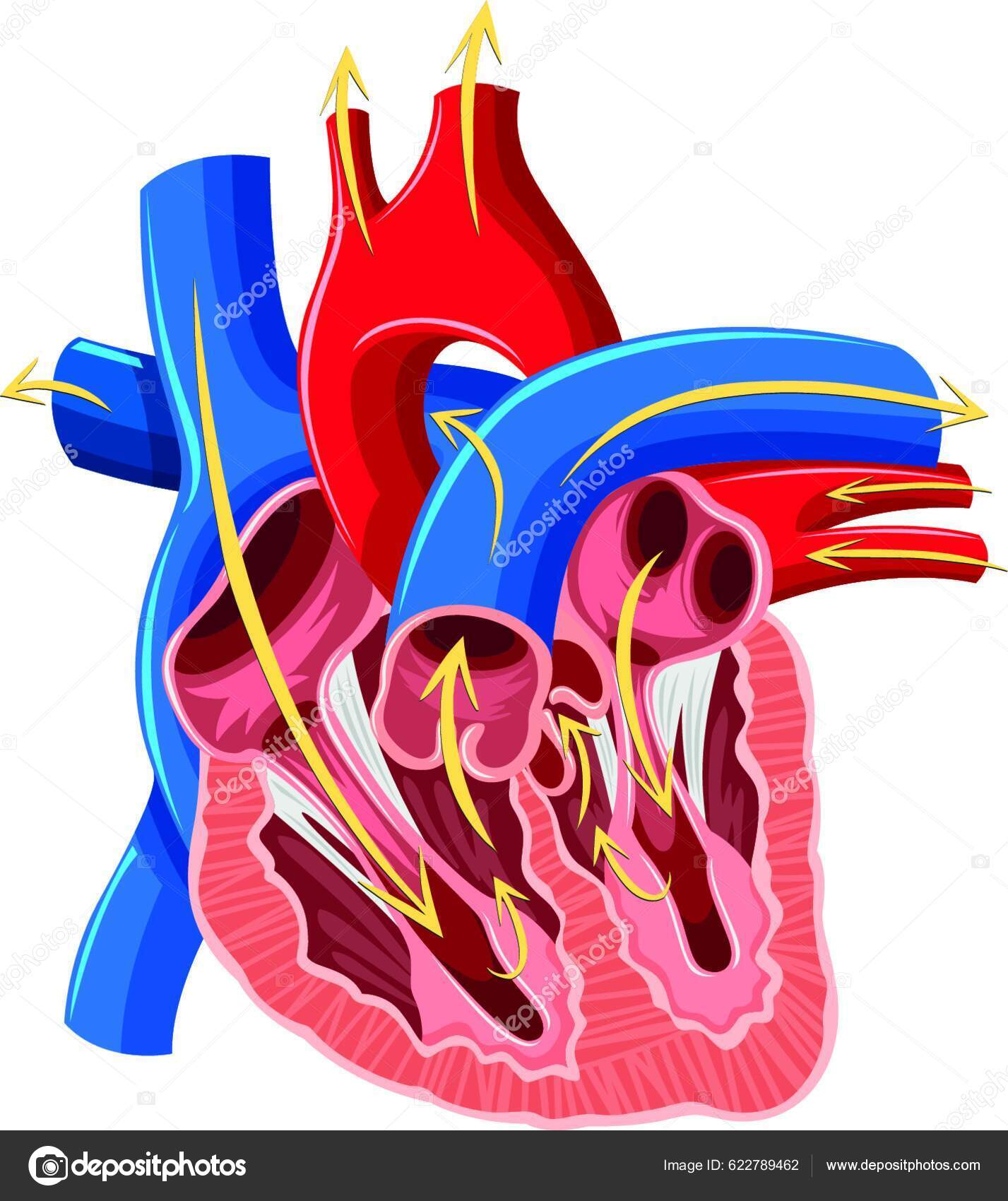 Diagrama Del Interior Del Corazón Vector de stock por ©YAY_Images 622789462