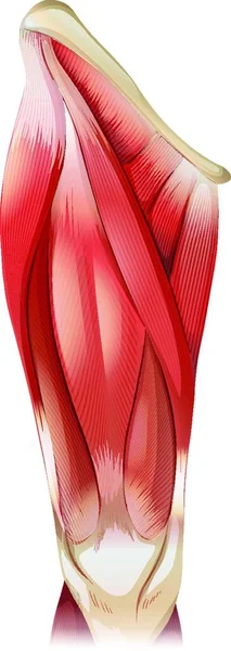 Leg Muscles Vector Illustration Stock Vector by ©YAY_Images 622778428