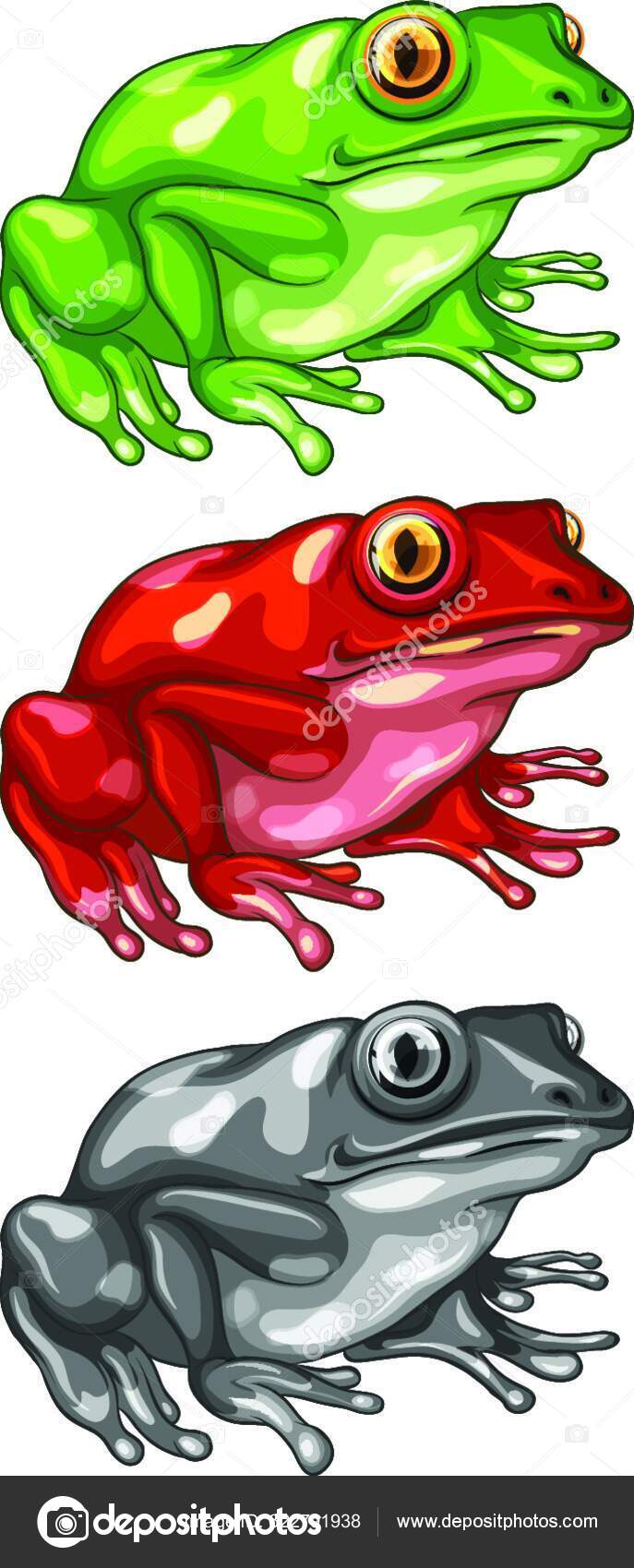 Frog Three Different Colors Stock Vector Image by ©YAY_Images #622791938