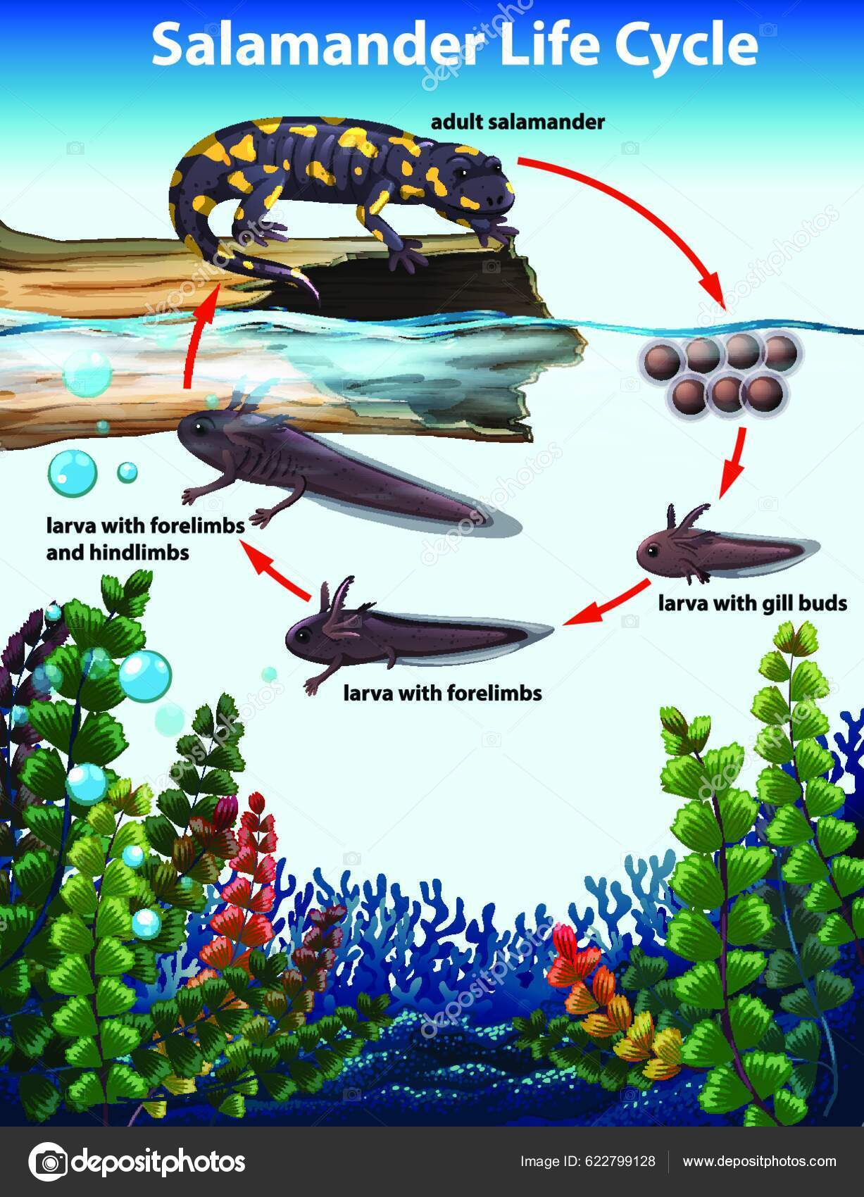 Salamander Life Cycle Concept Vector de stock por ©YAY_Images 622799128