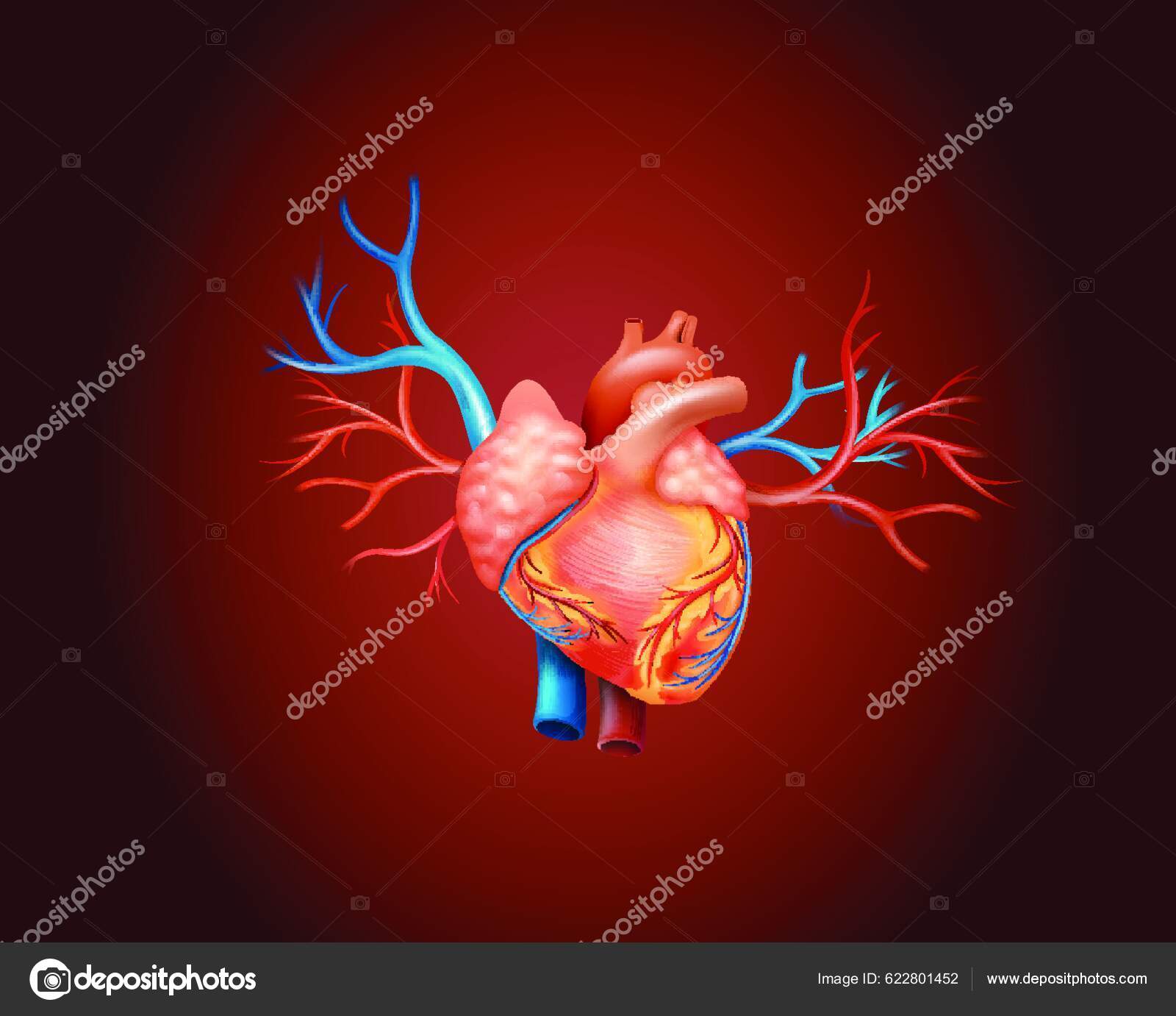 Ábra Mutatja Emberi Szív Stock Vektor: ©YAY_Images 622801452