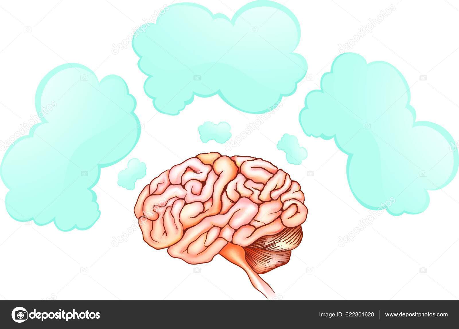 Human Brain Three Speech Bubbles Stock Vector by ©YAY_Images 622801628 Human Brain Three Speech Bubbles Stock Vector by ©YAY_Images 622801628