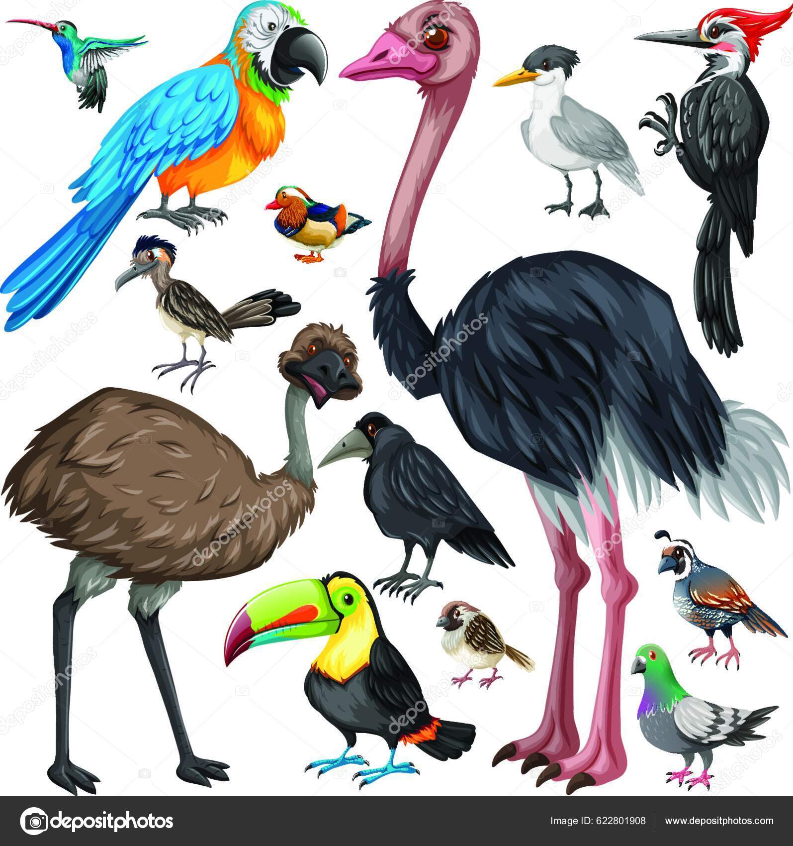 Different Types Wild Birds Stock Vector By ©yayimages 622801908