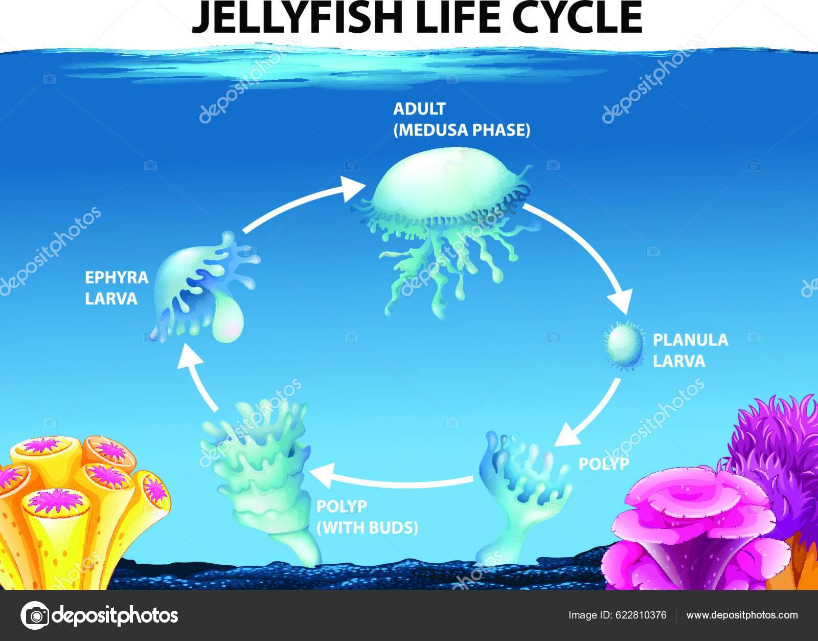 Diagrama Del Ciclo Vida Las Medusas Vector de stock por ©YAY_Images ...