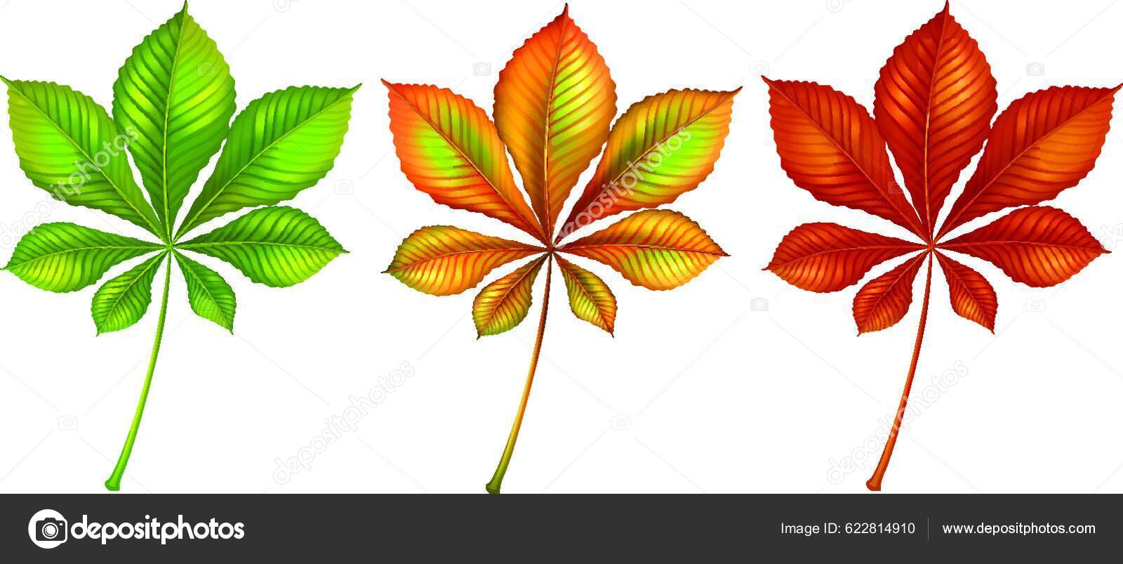 Set Different Color Leaves Stock Vector by ©YAY_Images 622814910
