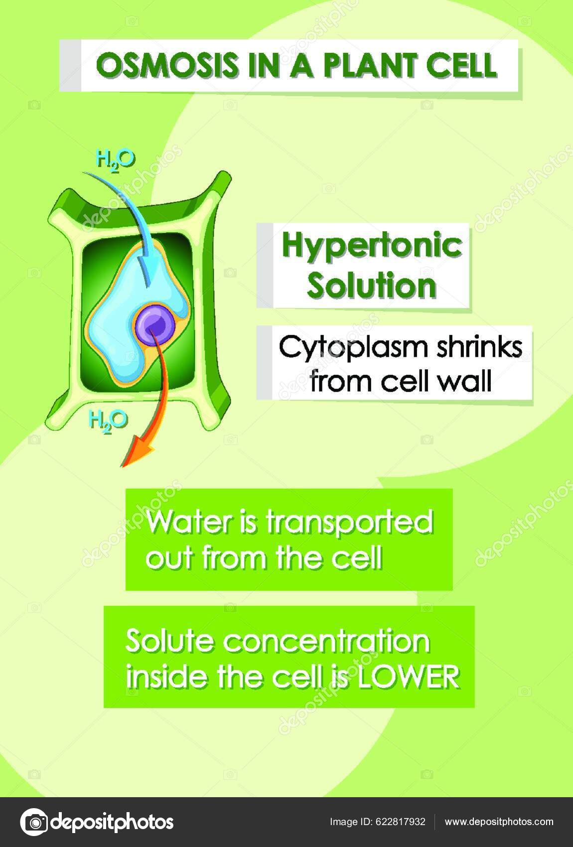 Diagram Showing Details Plant Cell Stock Vector Image by ©YAY_Images ... Diagram Showing Details Plant Cell Stock Vector Image by ©YAY_Images ...