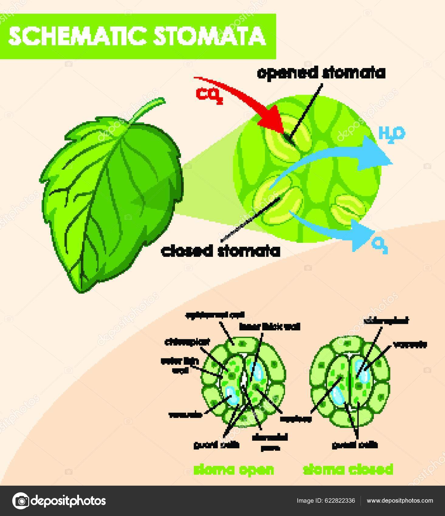 Diagram Showing Schematic Stomata Stock Vector Image by ©YAY_Images ... Diagram Showing Schematic Stomata Stock Vector Image by ©YAY_Images ...