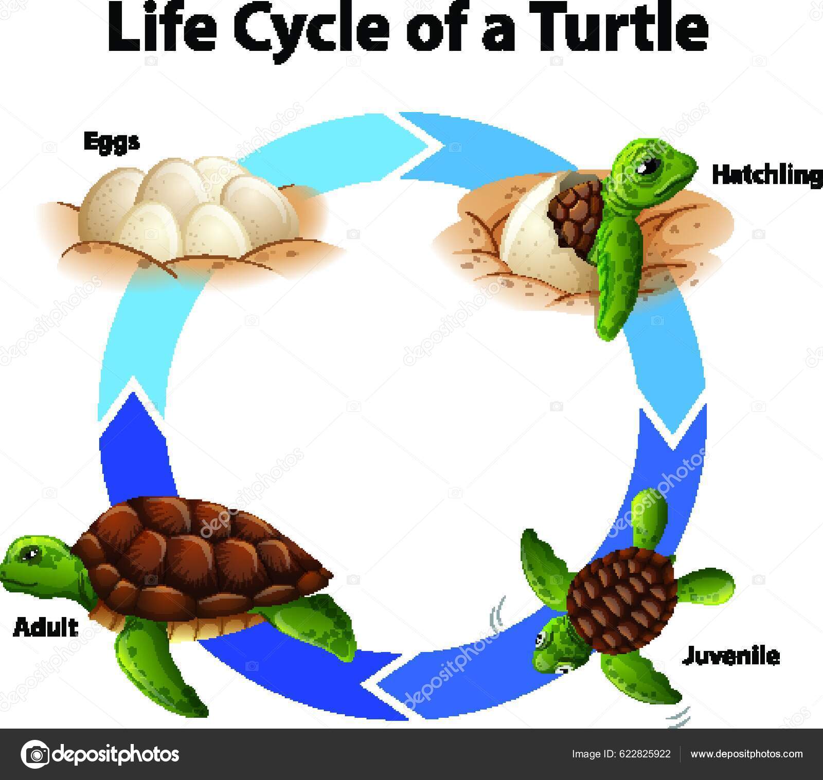 Diagrama Que Muestra Ciclo Vida Tortuga Marina vector, gráfico ...