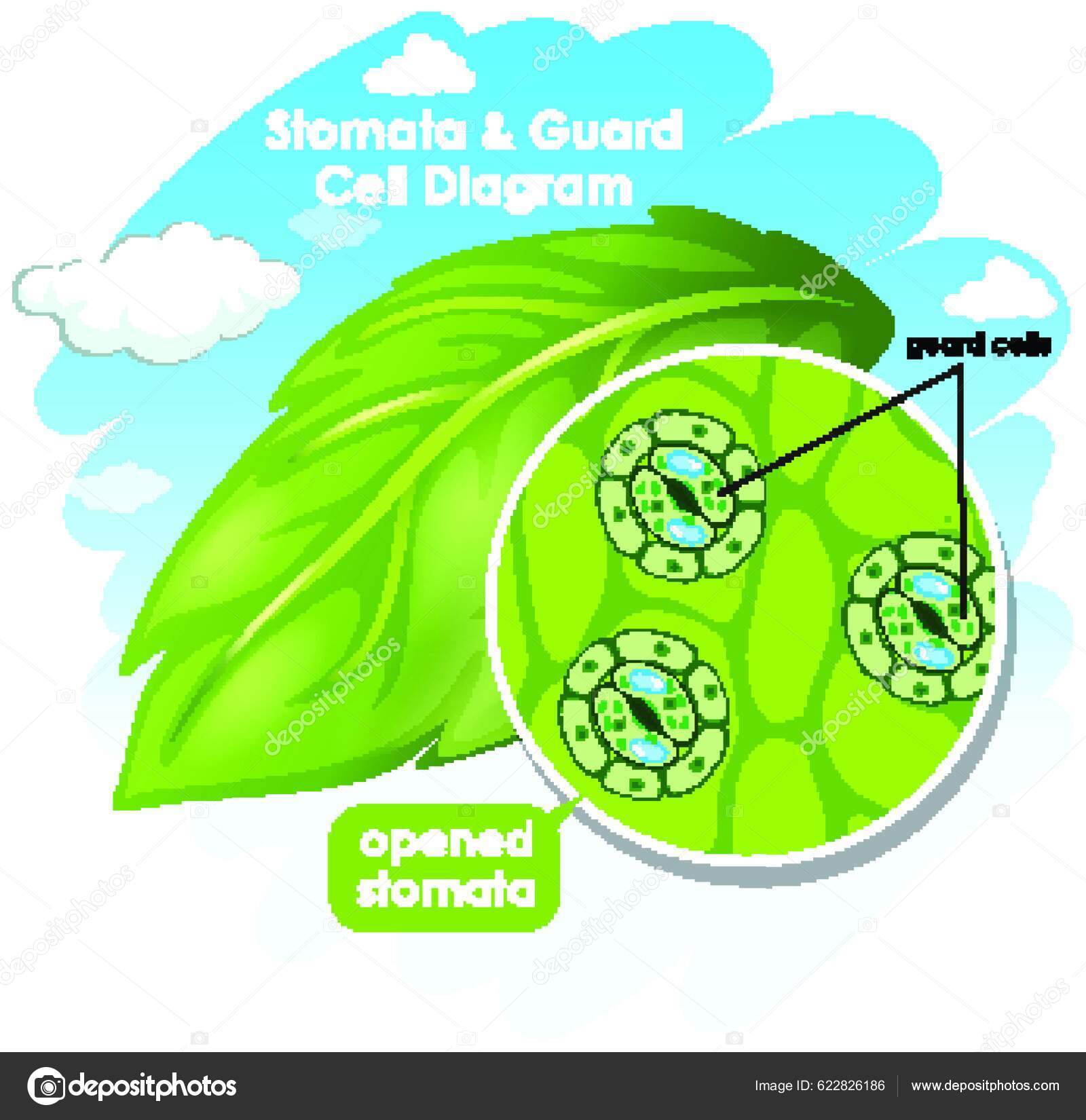 Diagrama Mostrando Estômatos Células Guarda — Vetor de Stock © YAY ...