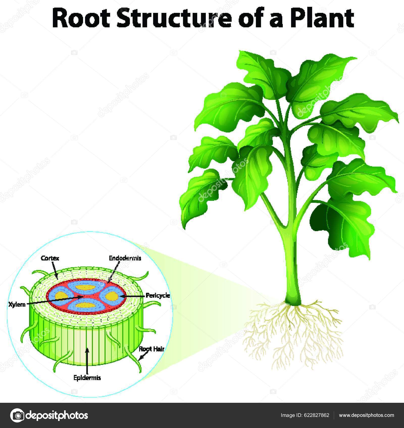 Diagram Showing Root Structure Plant Stock Vector by ©YAY_Images 622827862 Diagram Showing Root Structure Plant Stock Vector by ©YAY_Images 622827862