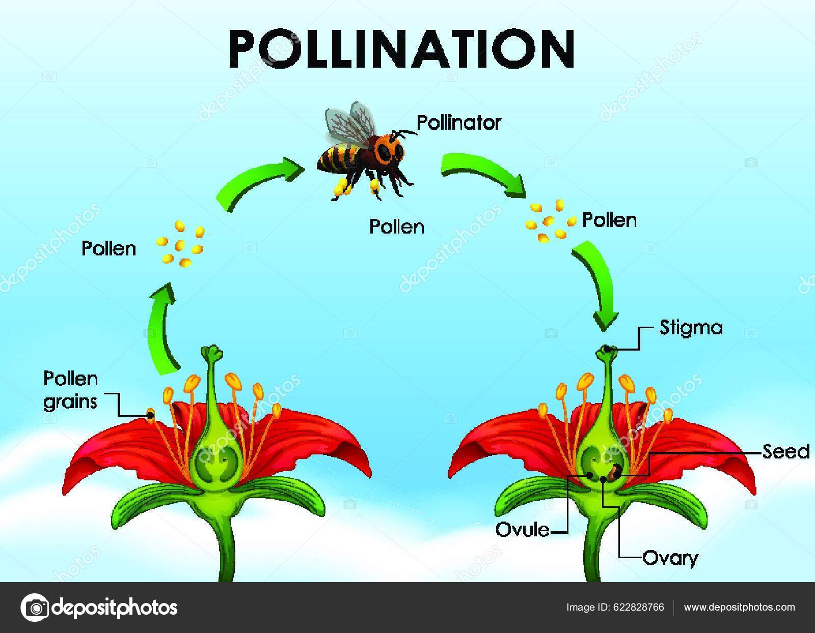 Diagram Showing Pollination Cycle Vetor de stock de ©YAY_Images 622828766