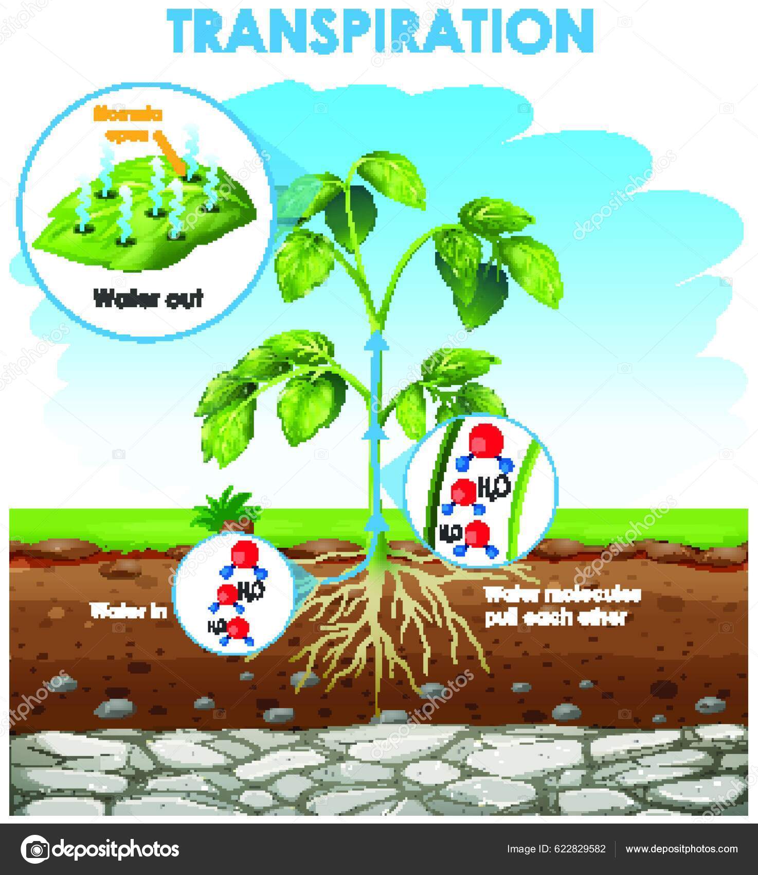Diagram Showing Transpiration Plant Stock Vector by ©YAY_Images 622829582