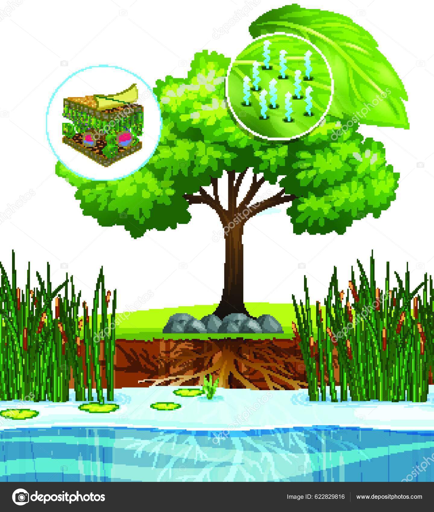Diagram Showing Close Plant Cell Tree 스톡 벡터 - ©YAY_Images 622829816