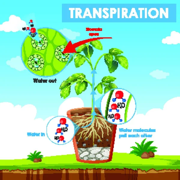 Diagram Showing Transpiration Plant Stock Vector by ©YAY_Images 622829582