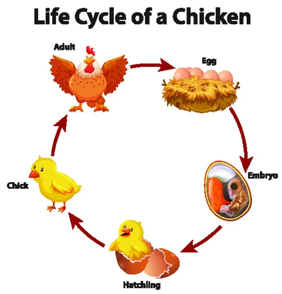 Hen life cycle Vector Art Stock Images | Depositphotos