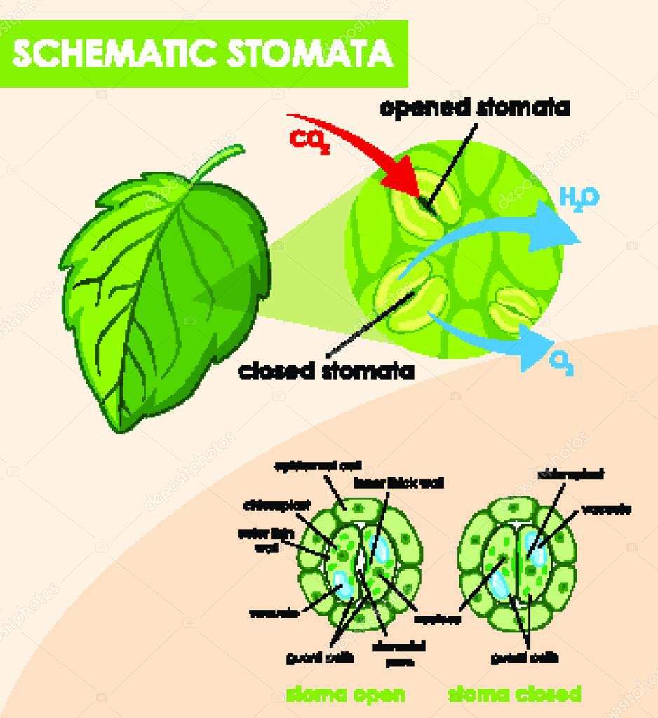Diagramma Degli Stomi Delle Piante