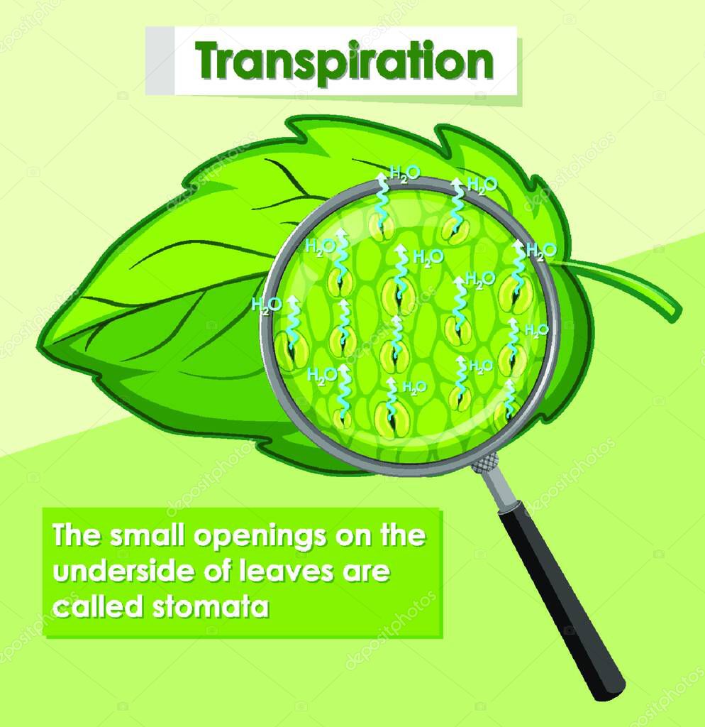 Diagrama que muestra la transpiración en planta 2023