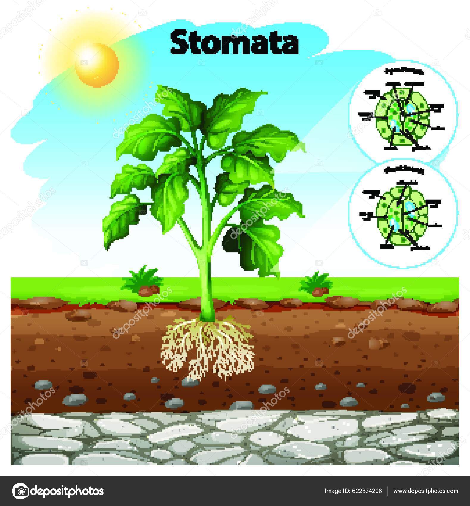 Diagrama Que Muestra Los Estomas Una Planta Vector de stock por ©YAY ...