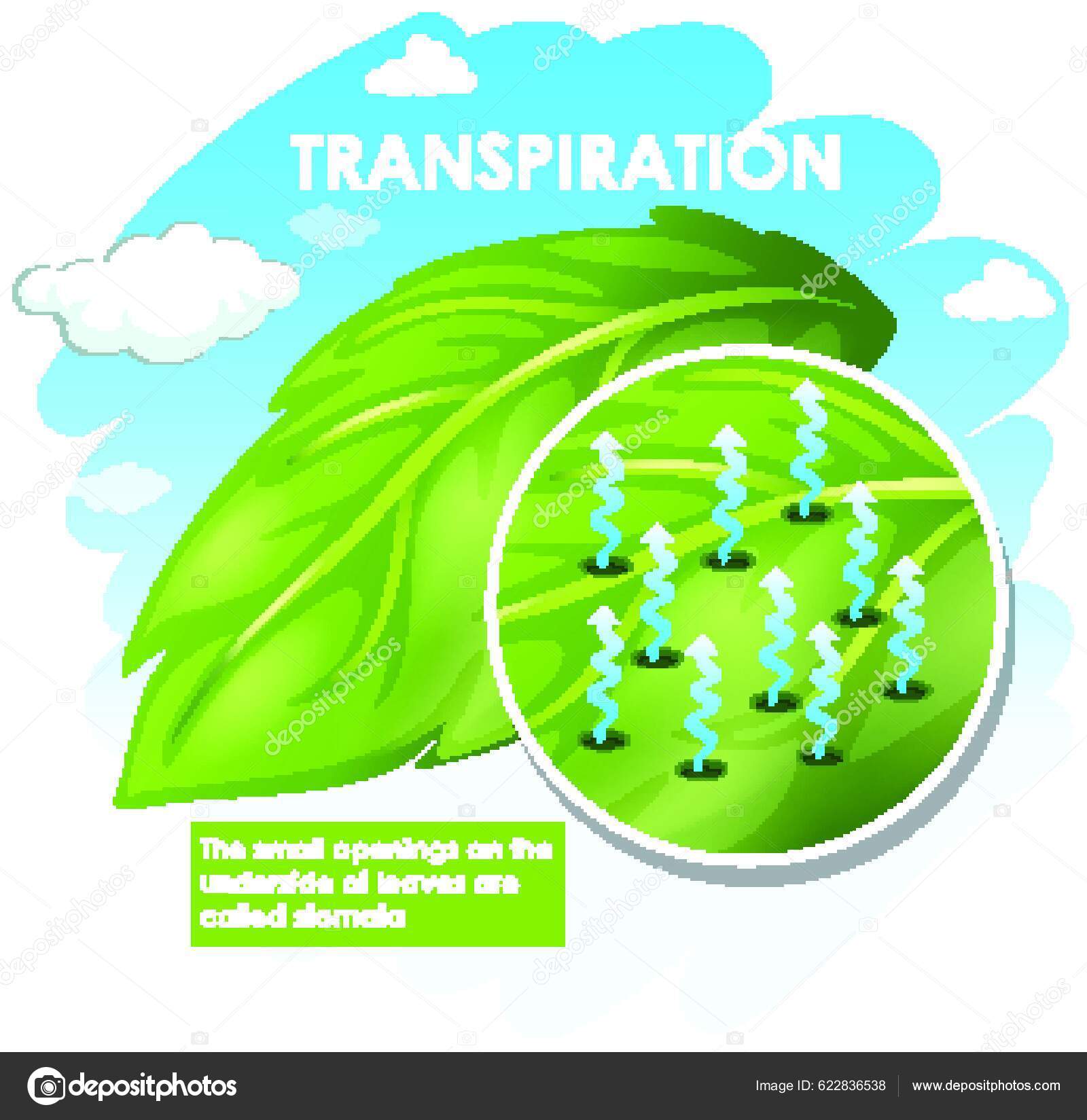 Diagram Showing Transpiration Plant Stock Vector by ©YAY_Images 622836538