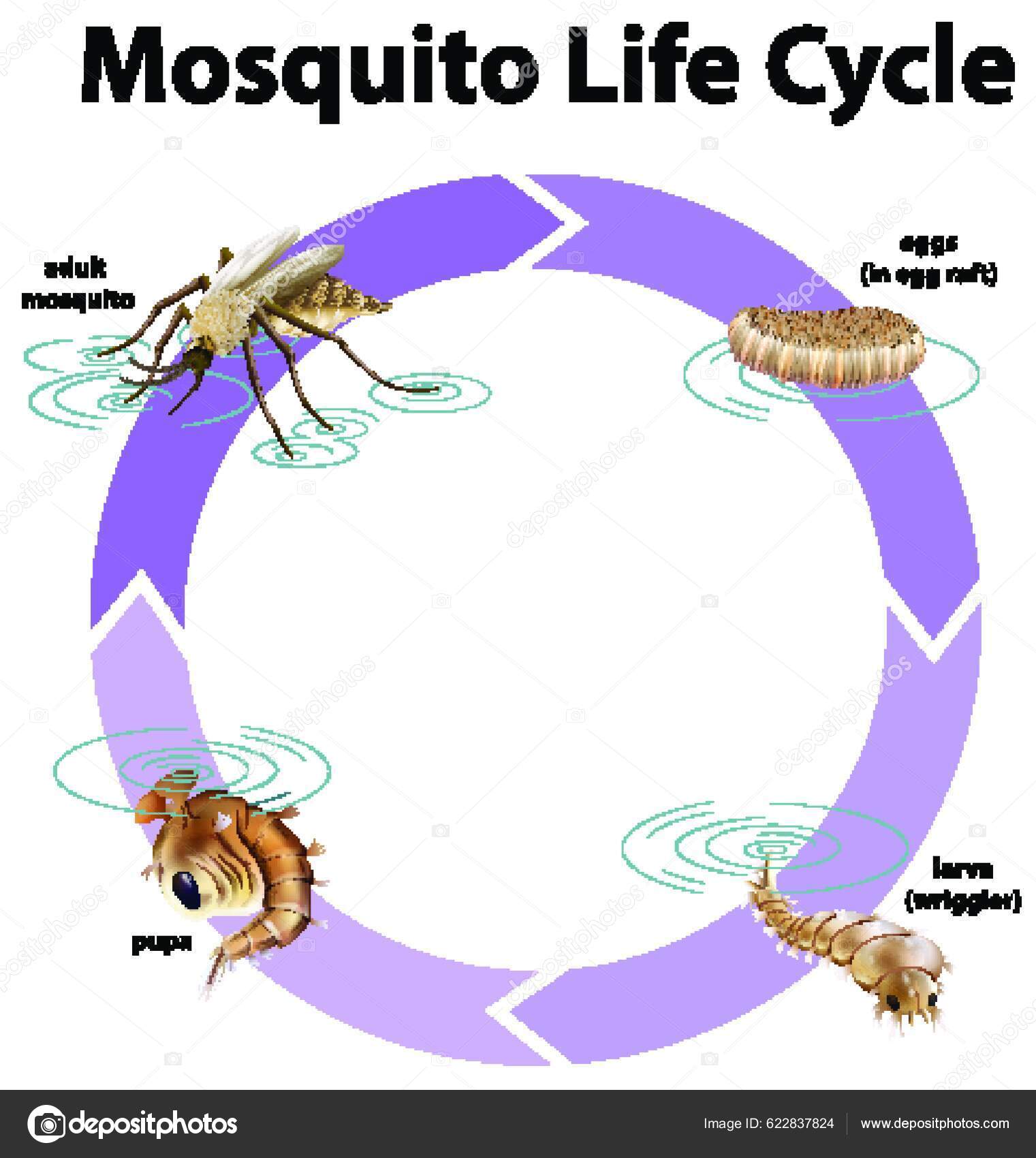 Diagramm Zeigt Den Lebenszyklus Der Moskitos Stock-Vektorbild von ©YAY_Images 622837824