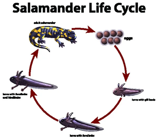 Životní Cyklus Komárů Vajíčka Dospělému Zobrazit Graf Zobrazující ...