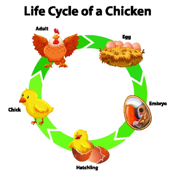 Hen life cycle Vector Art Stock Images | Depositphotos
