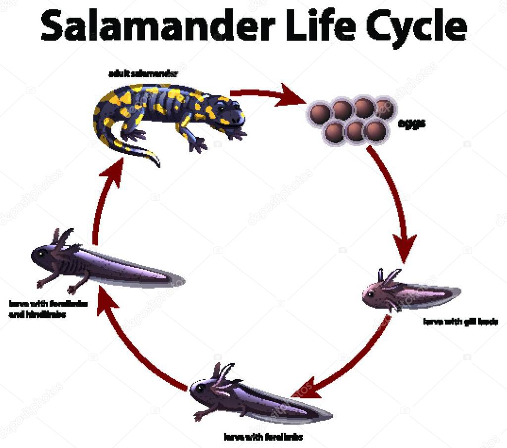 Diagrama Que Muestra Ciclo Vida Salamandra Vector de stock por ©YAY ...