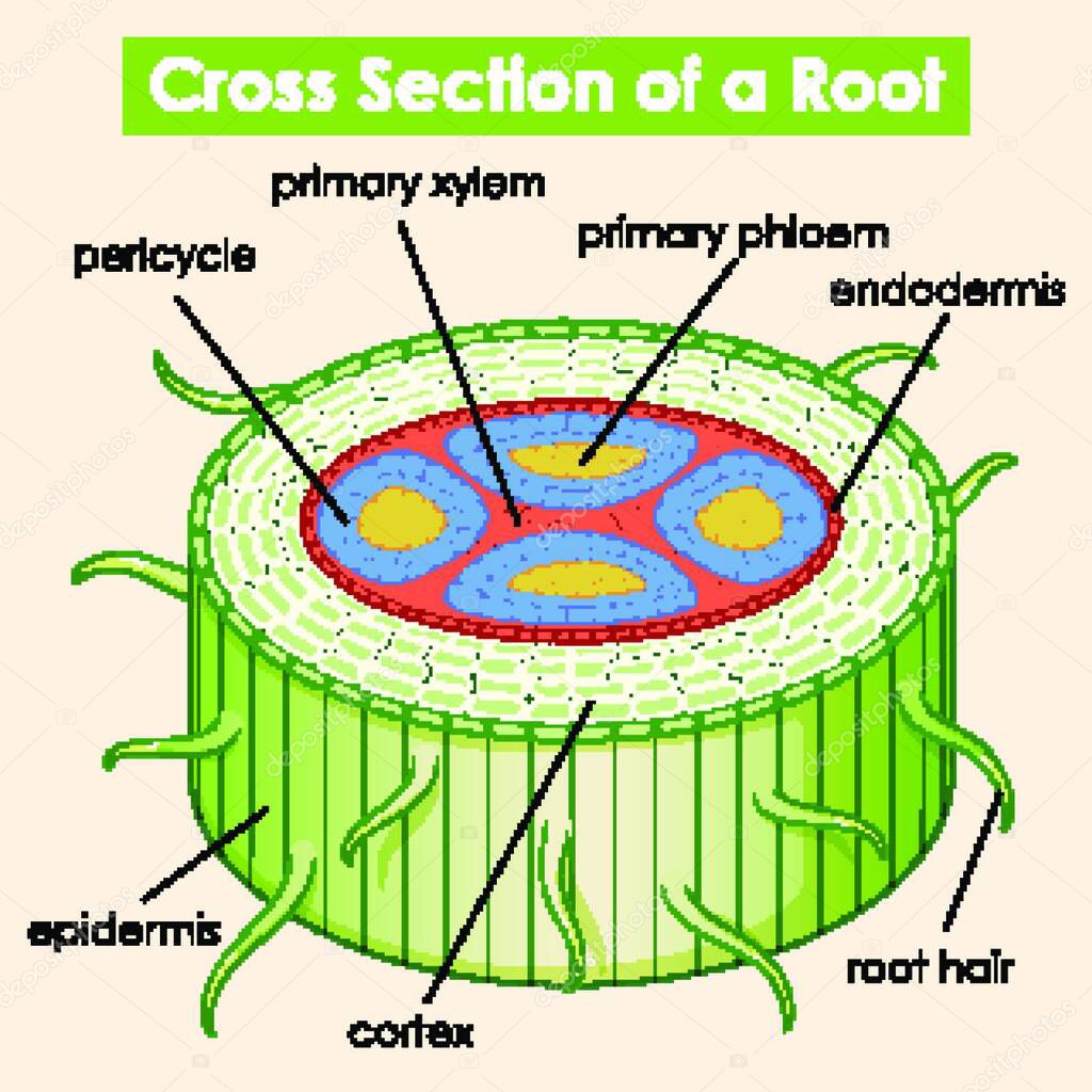 Schema Che Mostra Sezione Trasversale Una Radice - Vettoriale Stock di ...