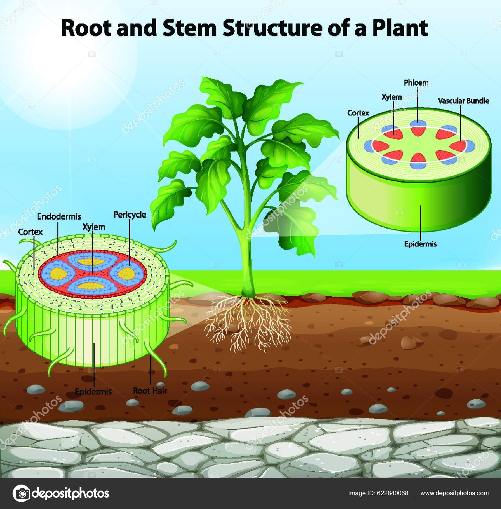 Diagram Showing Root Stem Structure Plant Stock Vector by ©YAY_Images ... Diagram Showing Root Stem Structure Plant Stock Vector by ©YAY_Images ...