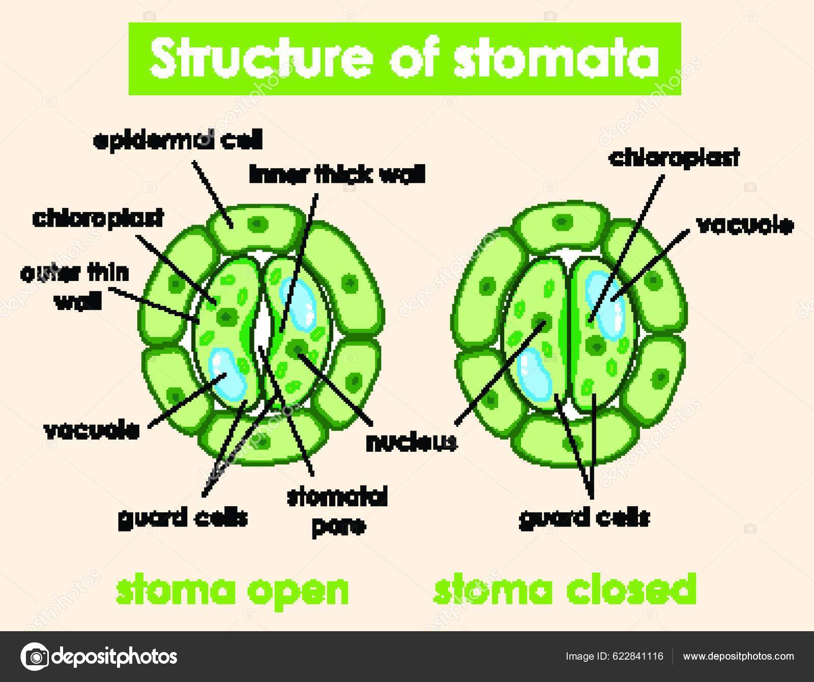 Diagrama Que Muestra Estructura Los Estomas Vector de stock por ©YAY ...