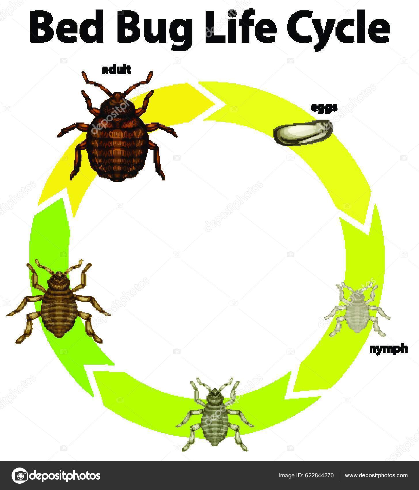 Diagram Showing Life Cycle Bed Bug Stock Vector Image by ©YAY_Images ...