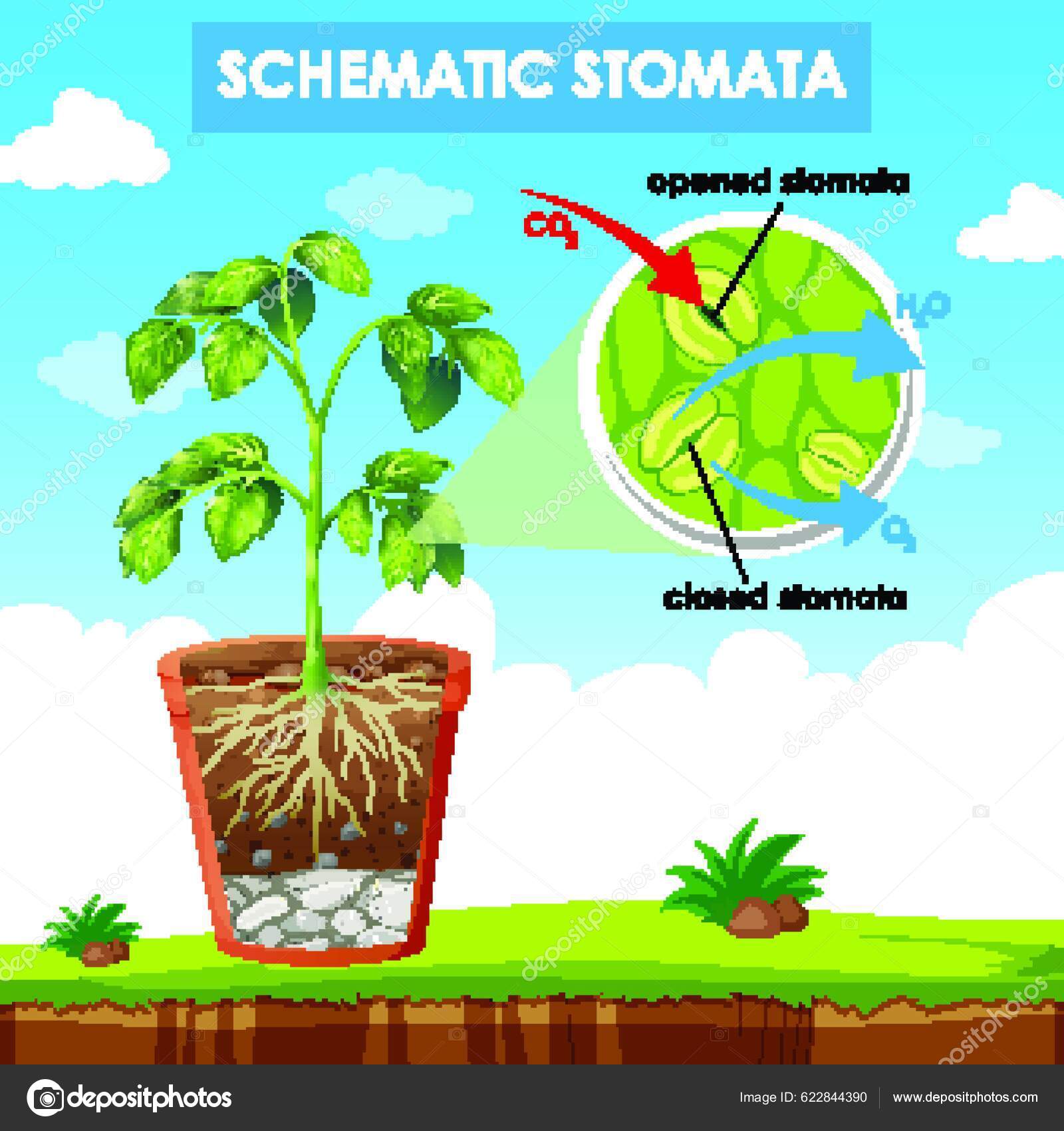 Diagram Showing Schematic Stomata Stock Vector Image by ©YAY_Images ... Diagram Showing Schematic Stomata Stock Vector Image by ©YAY_Images ...