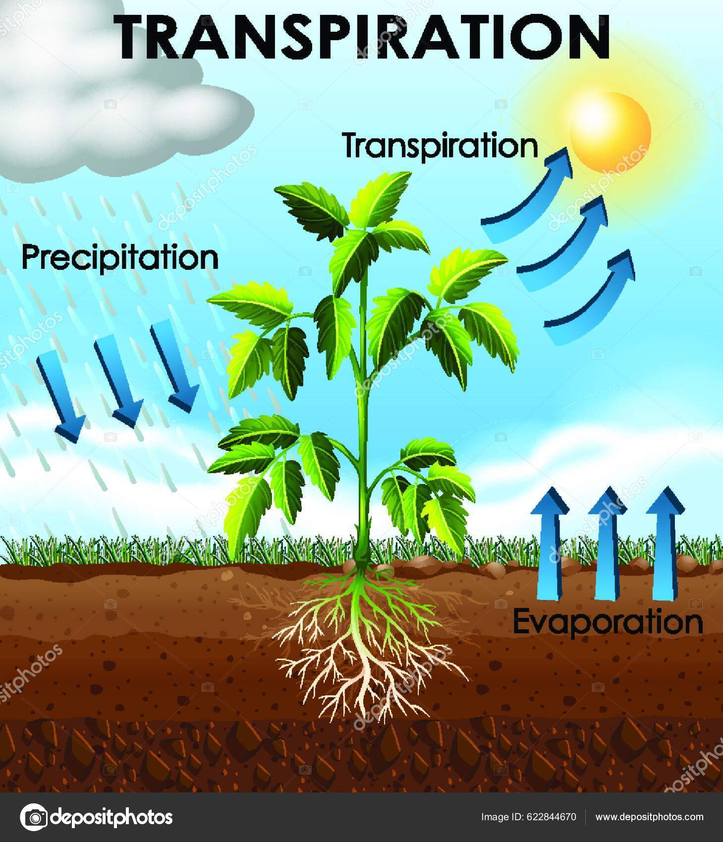 Diagrama Que Muestra Transpiración Planta Vector de stock #622844670 de ...