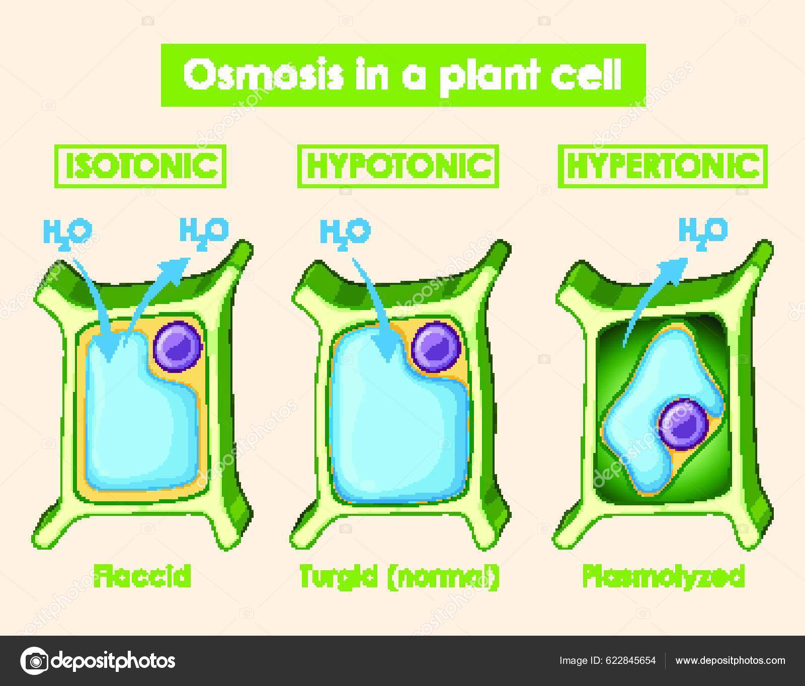 Diagrama Que Muestra Ósmosis Células Vegetales Vector de stock por ©YAY ...