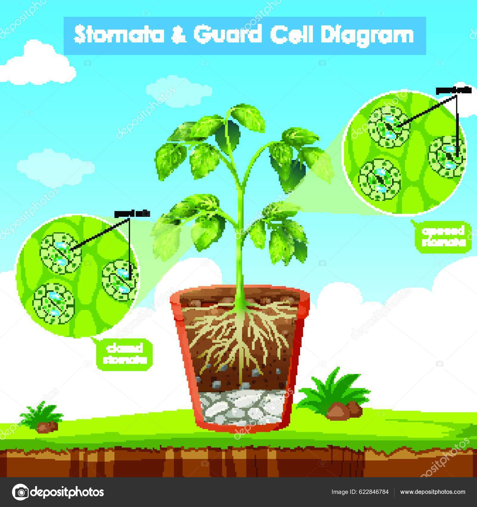 Diagram Showing Stomata Guard Cell Stock Vector by ©YAY_Images 622846784 Diagram Showing Stomata Guard Cell Stock Vector by ©YAY_Images 622846784