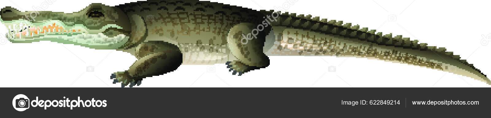 One Gray Crocodile White Background Stock Vector by ©YAY_Images 622849214