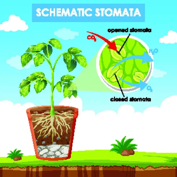Stomata skematik Vector Art Stock Images | Depositphotos Stomata skematik Vector Art Stock Images | Depositphotos